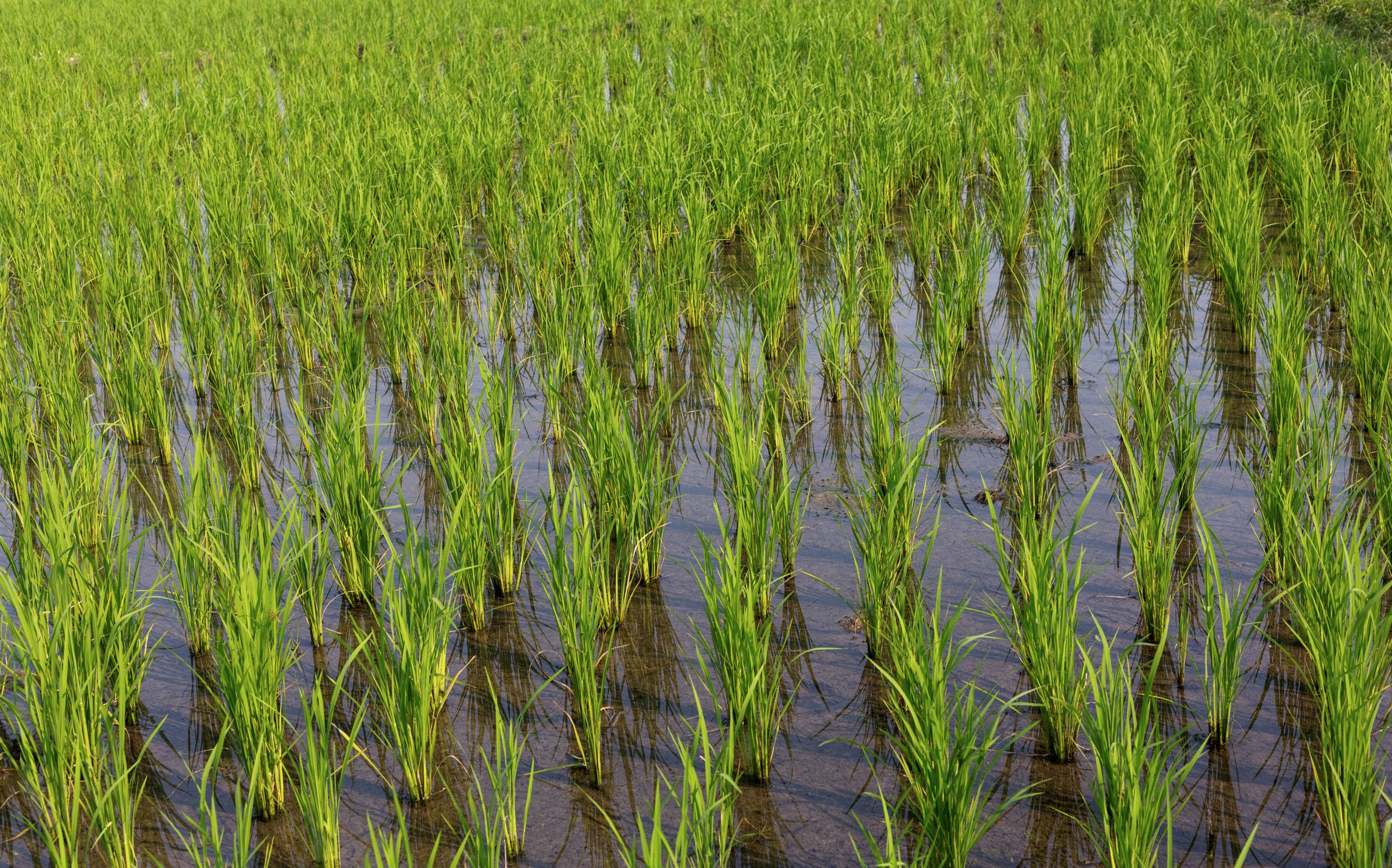 Semilla del arroz podría mejorarse gracias a la edición genética | Agro-Bio